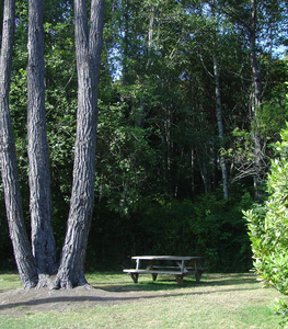Pomo RV Park & Campground - Fort Bragg, CA