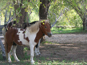 Chalk Bluff River Resort - 5 Photos - Uvalde, TX - RoverPass