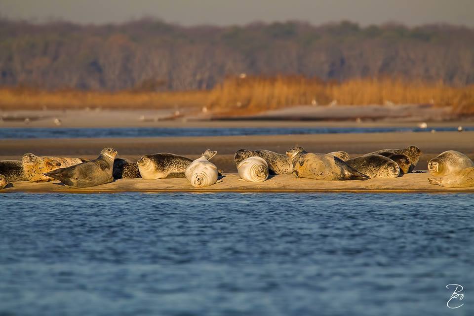 Sears Bellows (Suffolk County Park) - Hampton Bays, NY