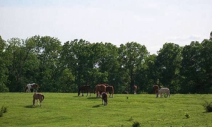 Cloud 9 Ranch - Caulfield, MO