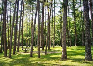 Pine Tree RV Park - Greentop, MO