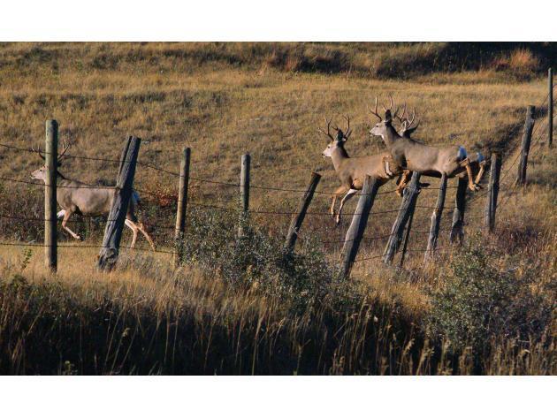 The Hunters Den - Foxholm, ND