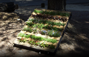 China Flat Campground - Kyburz, CA