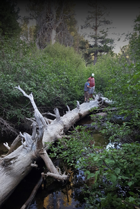 Sample Meadow Campground - Lakeshore, CA