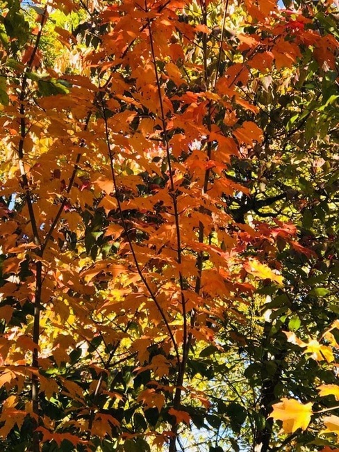 Binder Park - - Jefferson City, MO - RoverPass