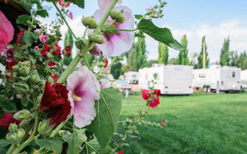 Tongue River Campground - - Decker, MT - RoverPass
