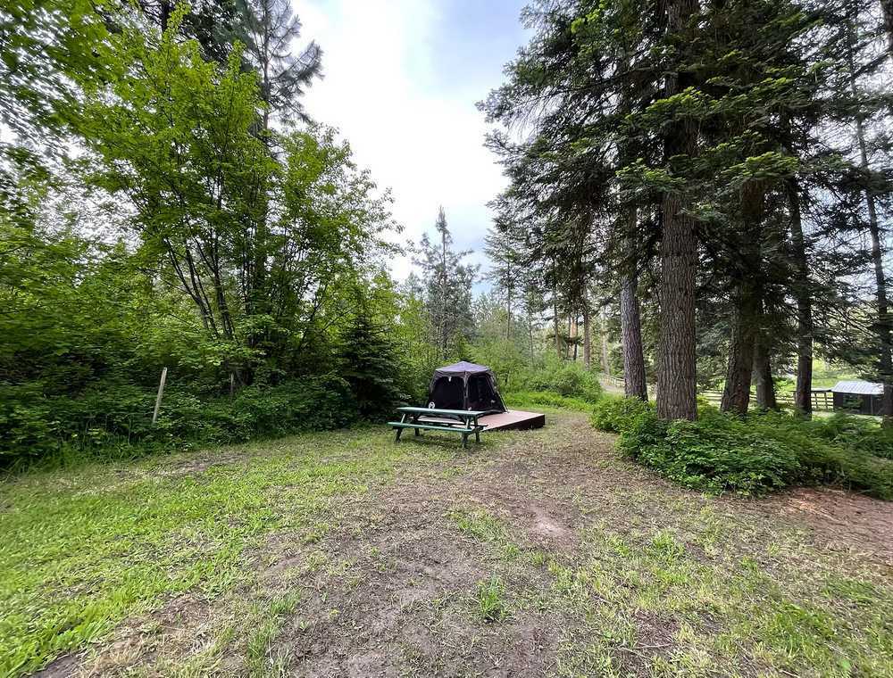 Amongst The Pines - 6 Photos - Green Bluff, WA - RoverPass